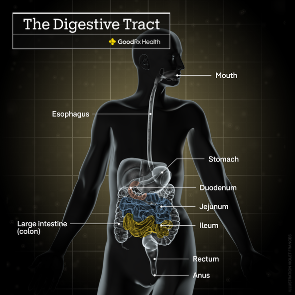 What Is Crohn’s Disease? Causes, Symptoms, Medications, & More - GoodRx