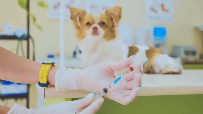 How to Find Free Dog and Cat Vaccinations Near You - GoodRx