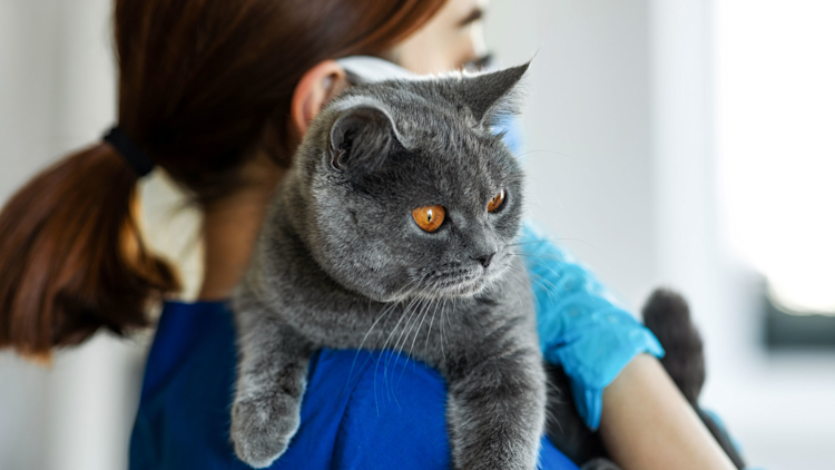 Prednisone and Prednisolone for Cats: Uses, Dosage, Side Effects - GoodRx