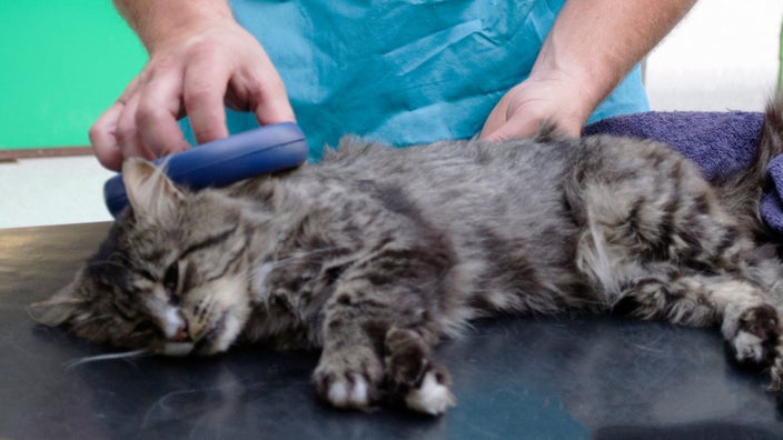 Cat Microchipping Costs: The Average Cost of Chipping a Cat - GoodRx