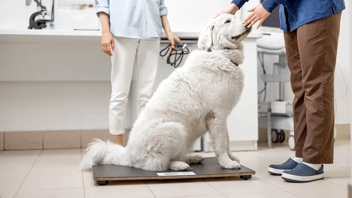 Hypothyroidism in Dogs: Causes, Symptoms, and Treatment - GoodRx