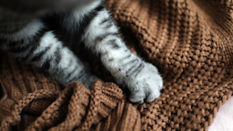 What Does Catnip Do to Cats? A Complete Guide to Catnip - GoodRx