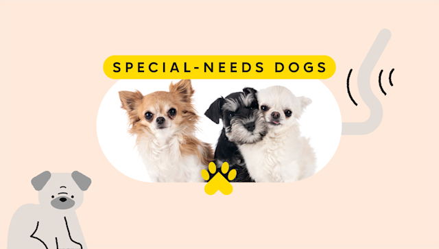 How One Woman Cares for Special-Needs Dogs and Offers Tips to Help ...