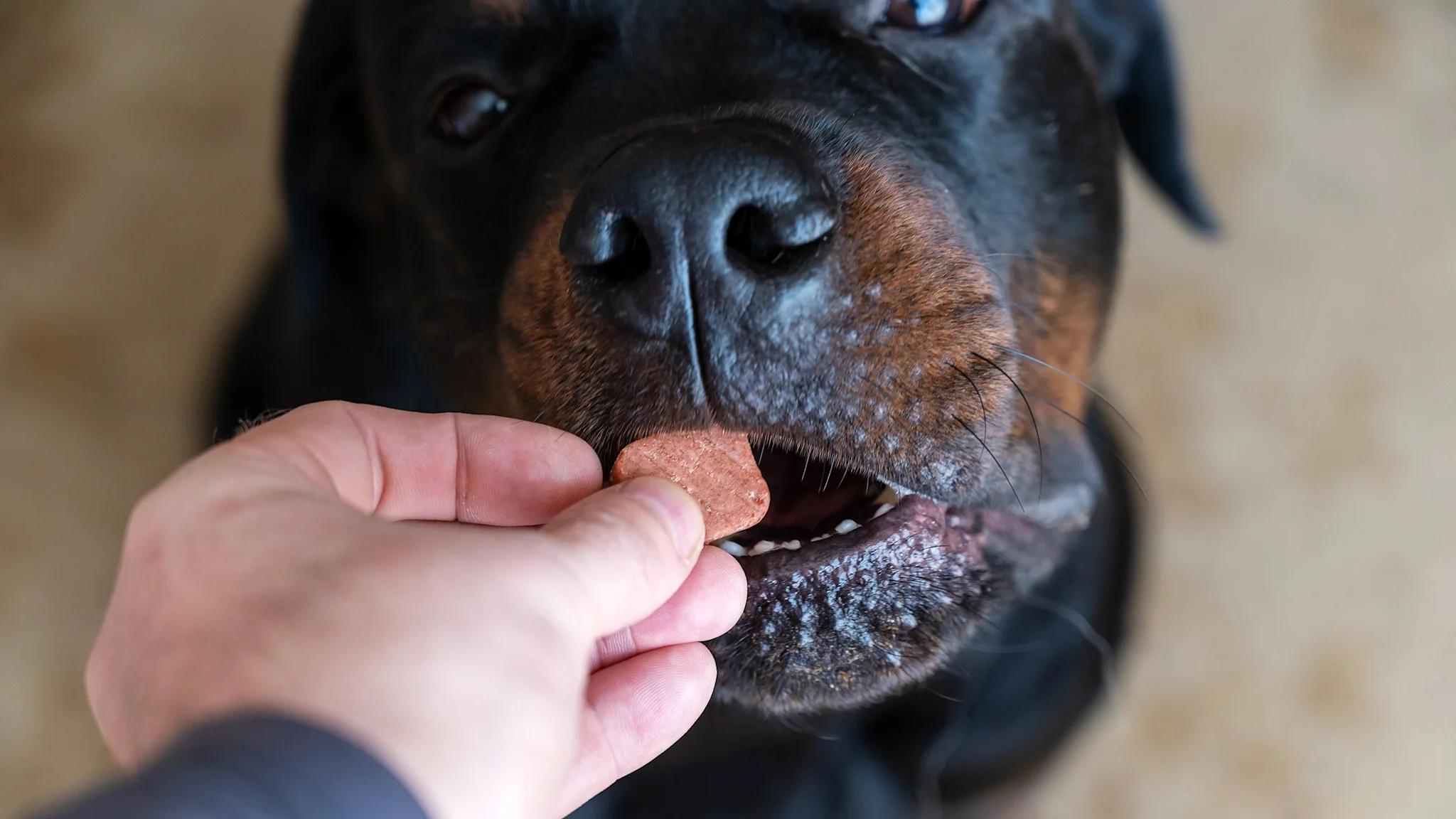 Interceptor for Dogs: Uses, Dosage, and Side Effects - GoodRx
