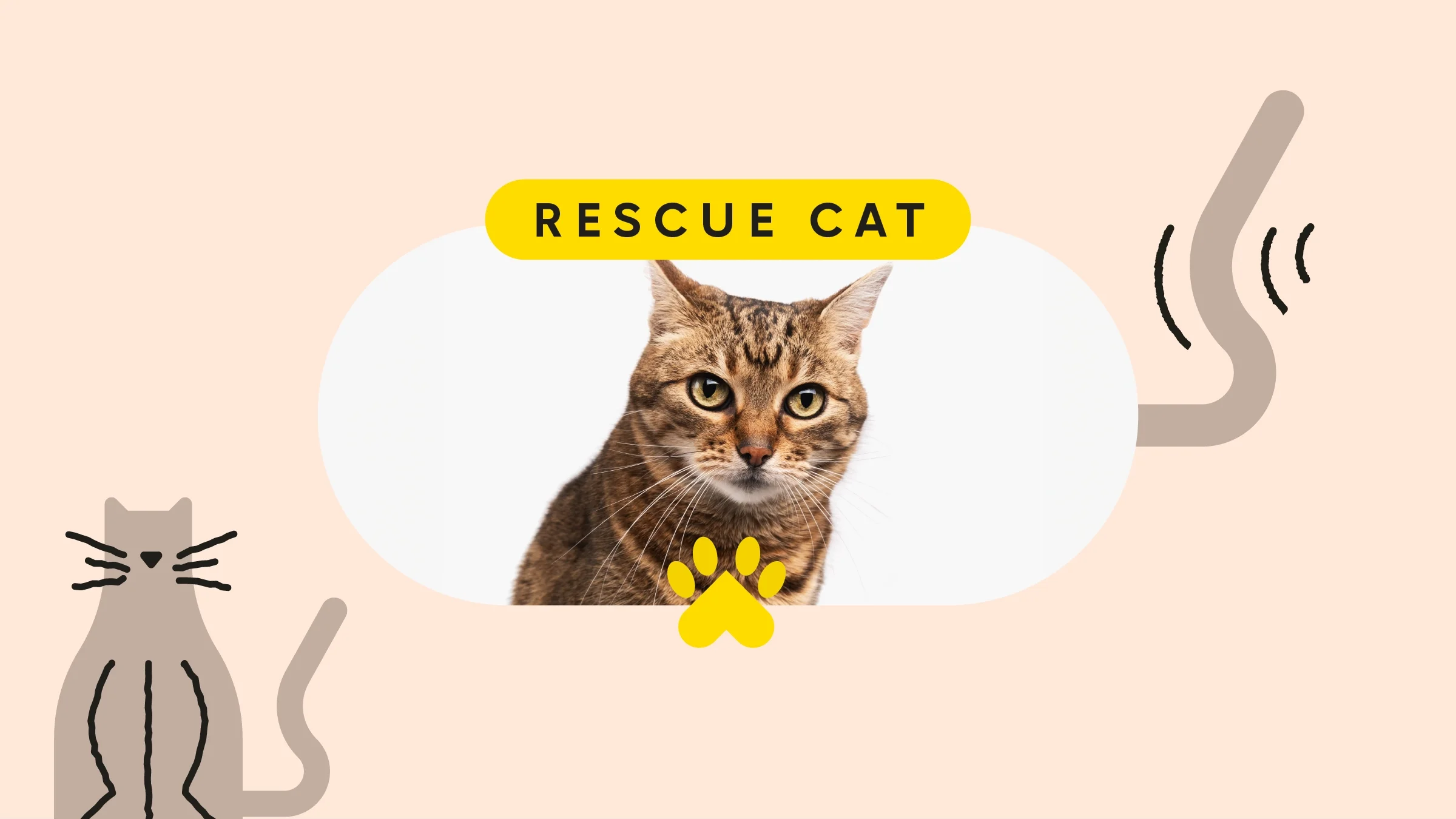 rescue cat tips
