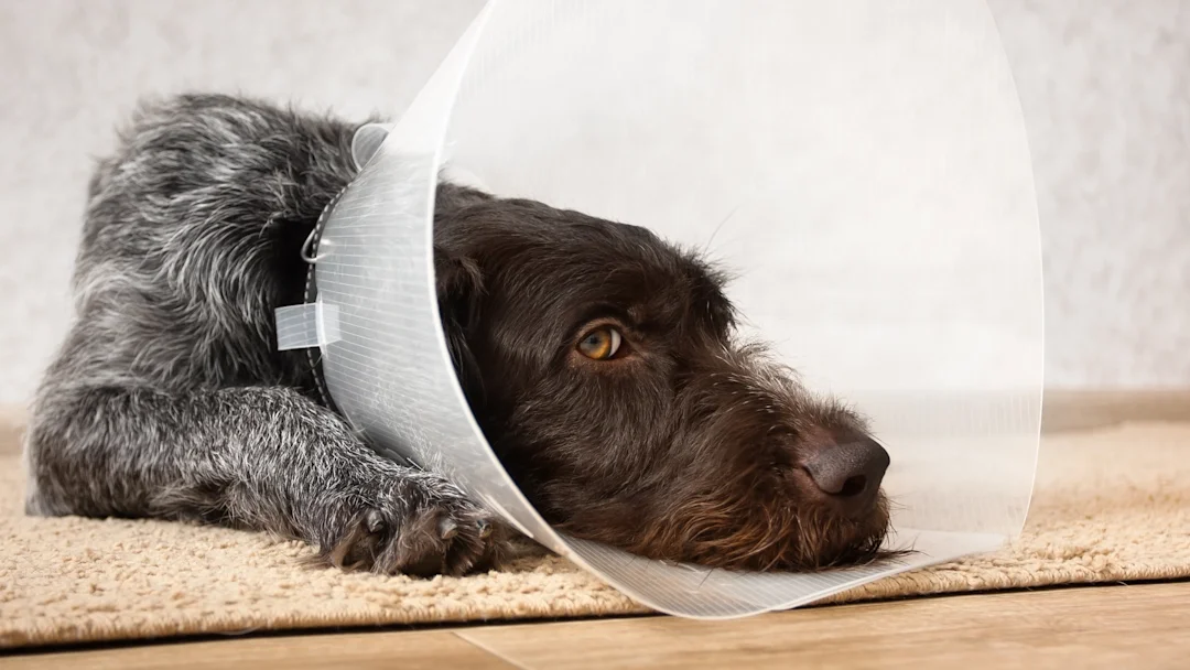 What to Expect Before and After TPLO Surgery For Dogs - GoodRx