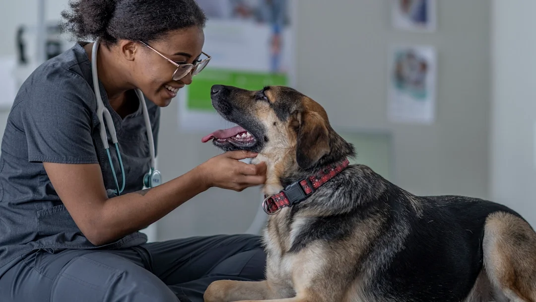 Hypertension in Dogs: Symptoms, Causes, and Treatments - GoodRx