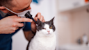 What Are Cat Polyps (And Should You Be Concerned)? - GoodRx