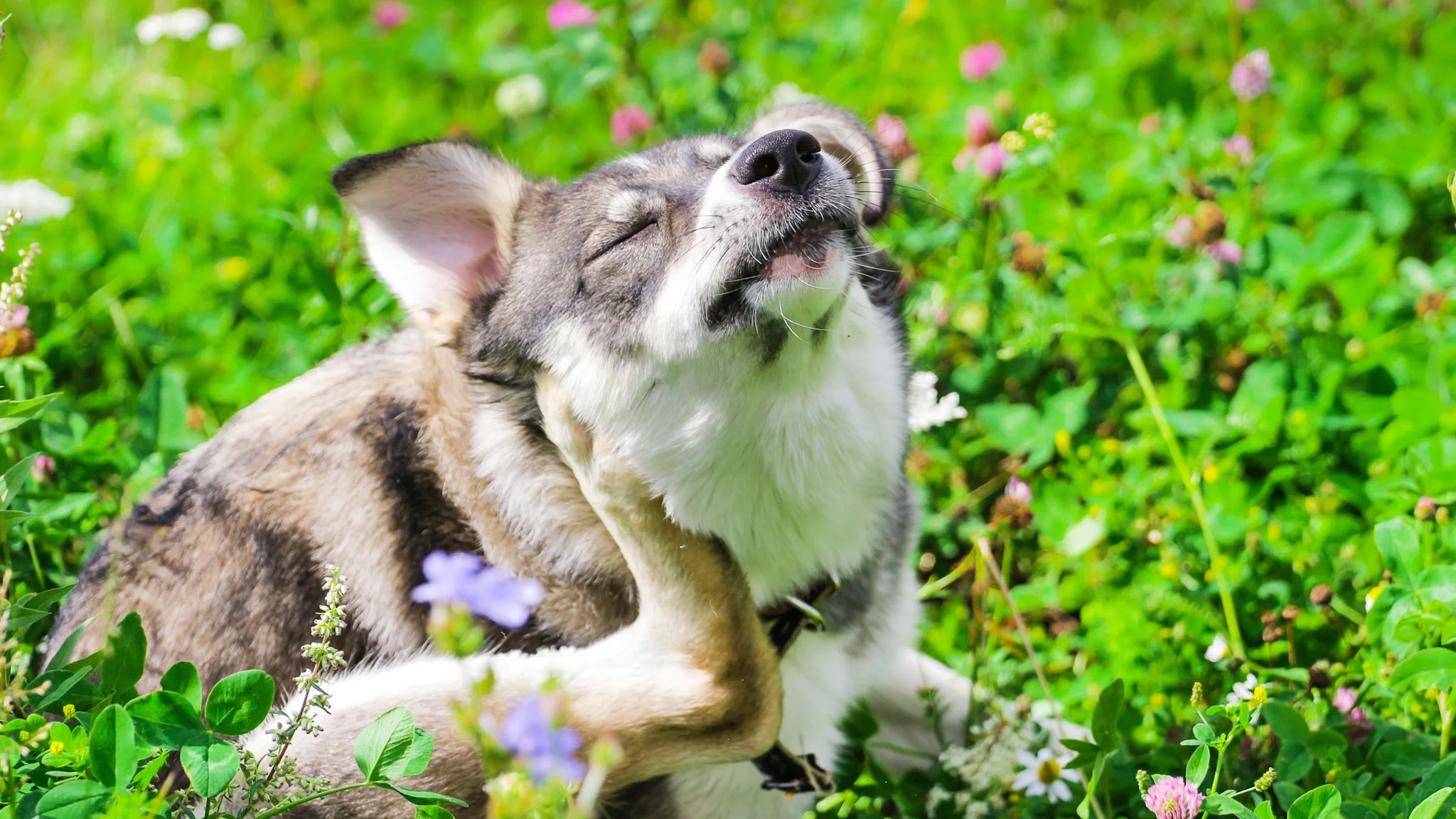 Dog Allergies: Types, Symptoms, and Treatments - GoodRx