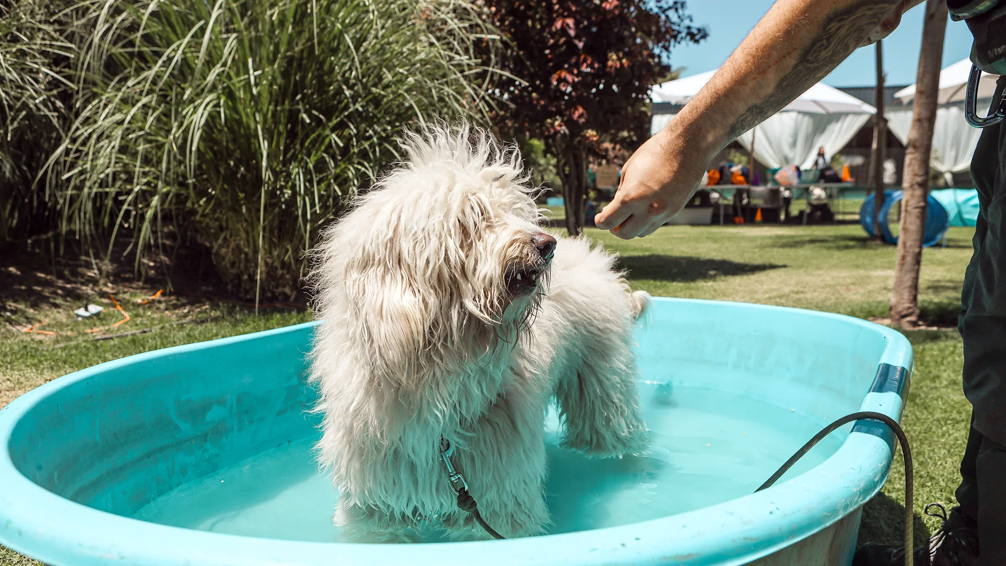9 Tips to Cool Down Your Dog in Hot Weather - GoodRx