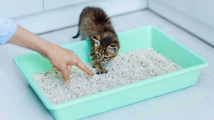 3 Reasons Why Cats Don’t Use Their Litter Box - GoodRx