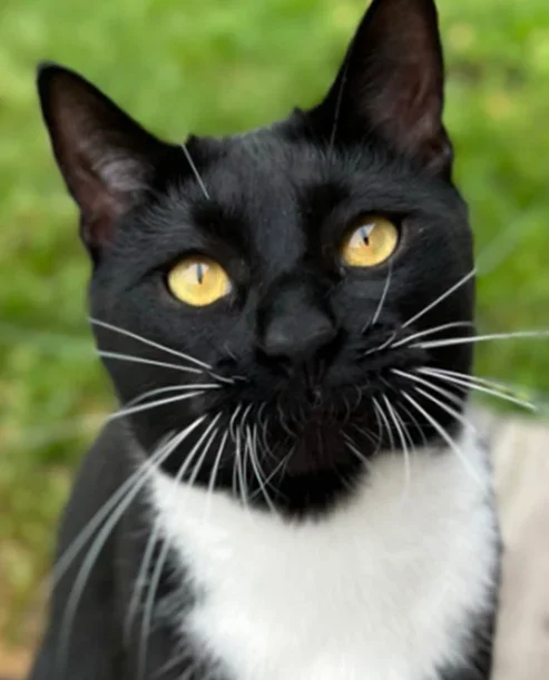 What It’s Like to Have Cats With Feline Leukemia Virus (FeLV) - GoodRx