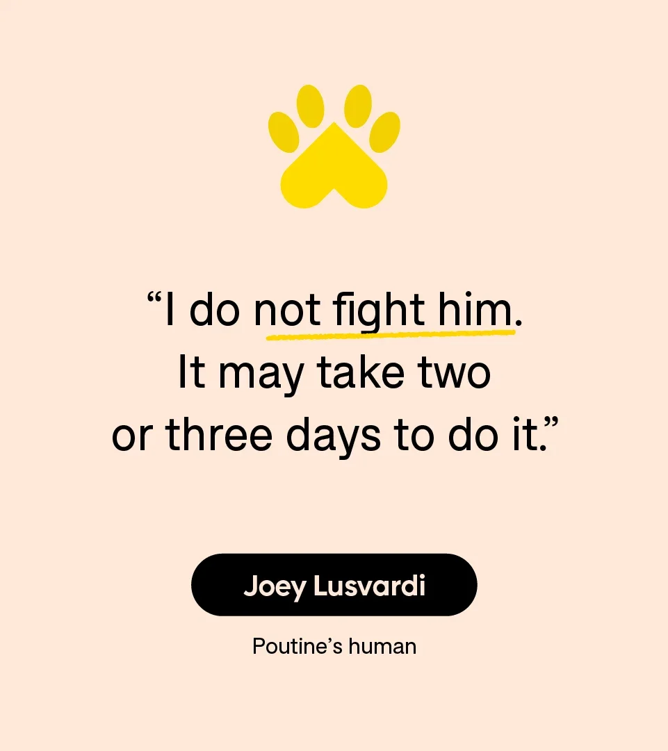 How Do I Cut My Cat’s Nails? - GoodRx