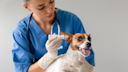 Neosporin for Dogs: Uses, Side Effects, and More - GoodRx