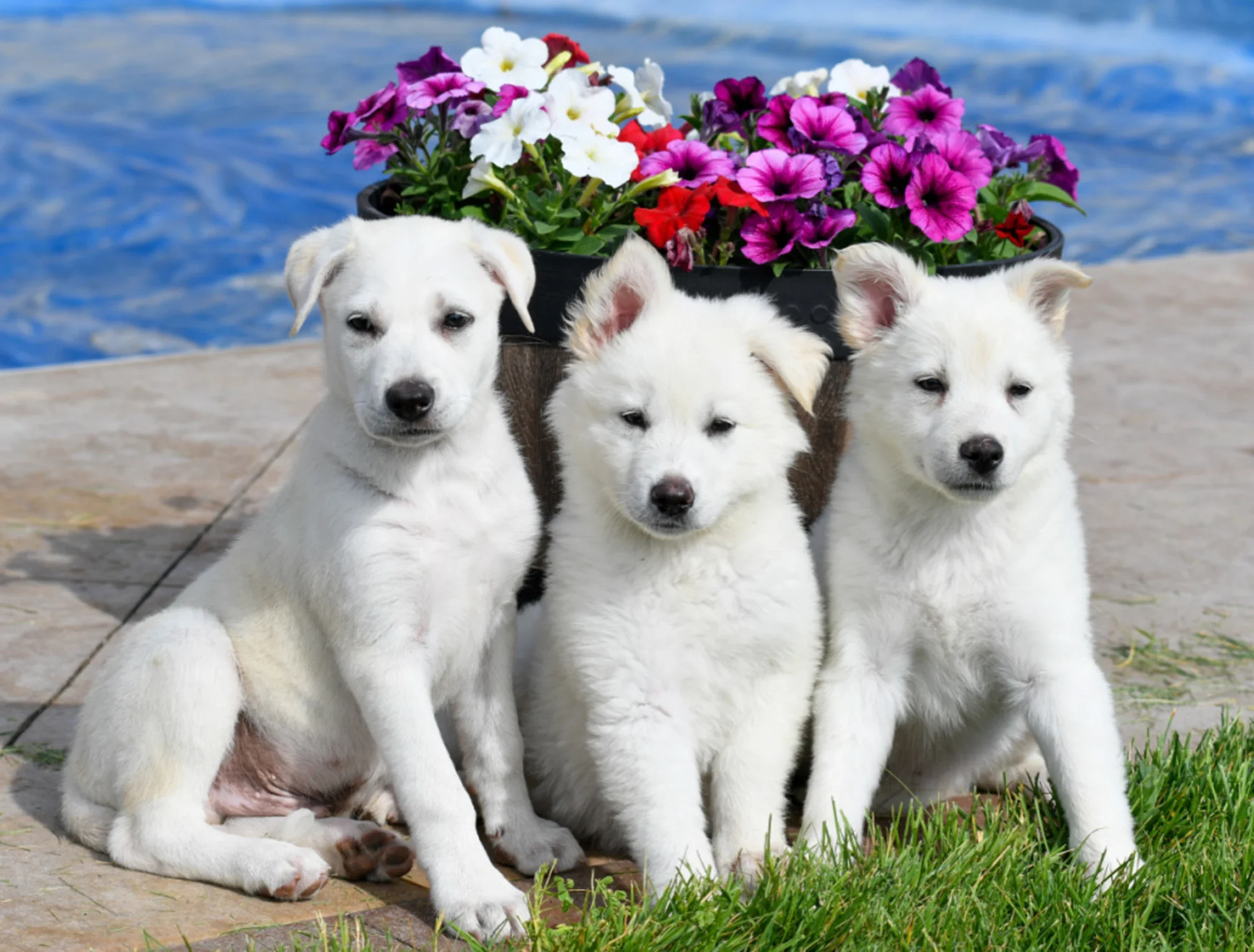 Finding New Purpose in Fostering Dogs - GoodRx