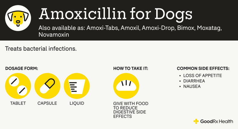 Amoxicillin for Dogs: Uses, Dosage, Side Effects - GoodRx