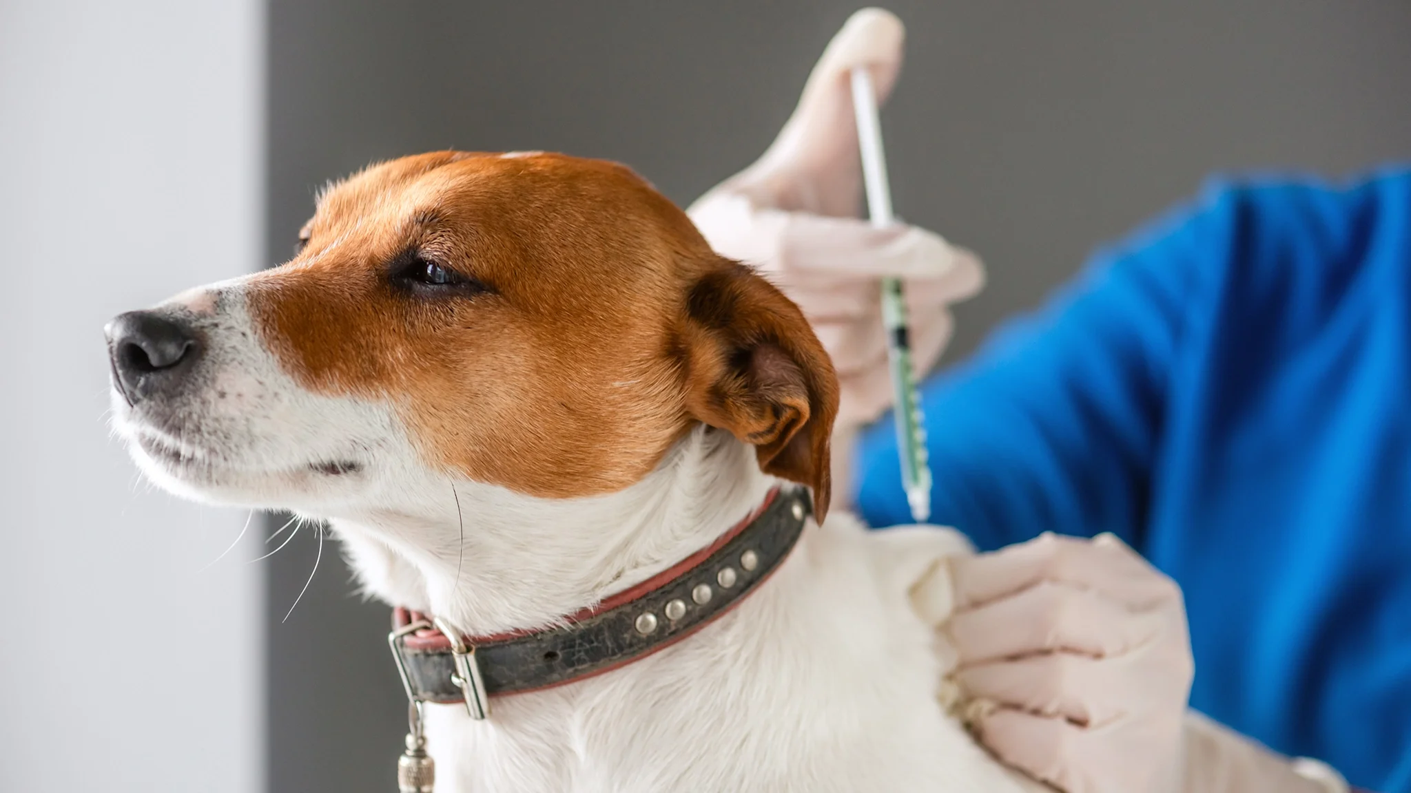 Insulin for Dogs: Uses, Dosage, Side Effects - GoodRx