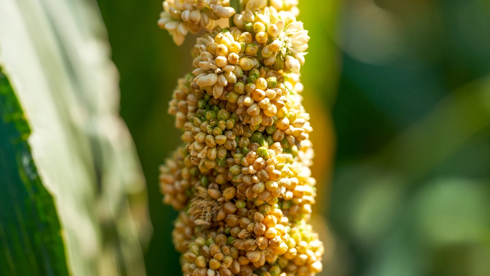 What Are Ancient Grains? 15 Types and Their Health Benefits - GoodRx
