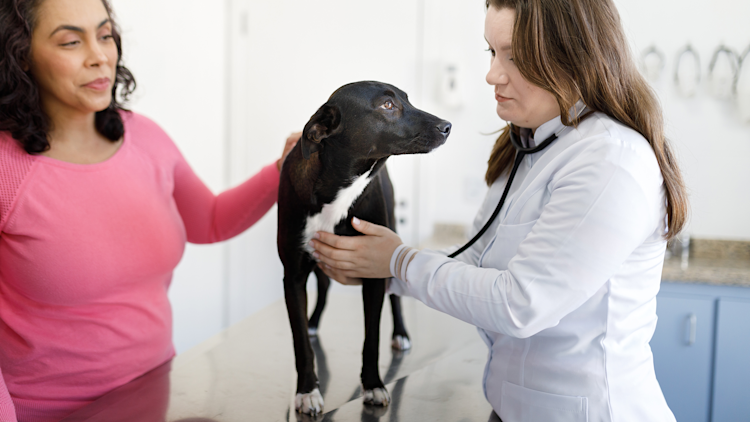 Enalapril for Dogs: Side Effects, Uses, Dosage - GoodRx