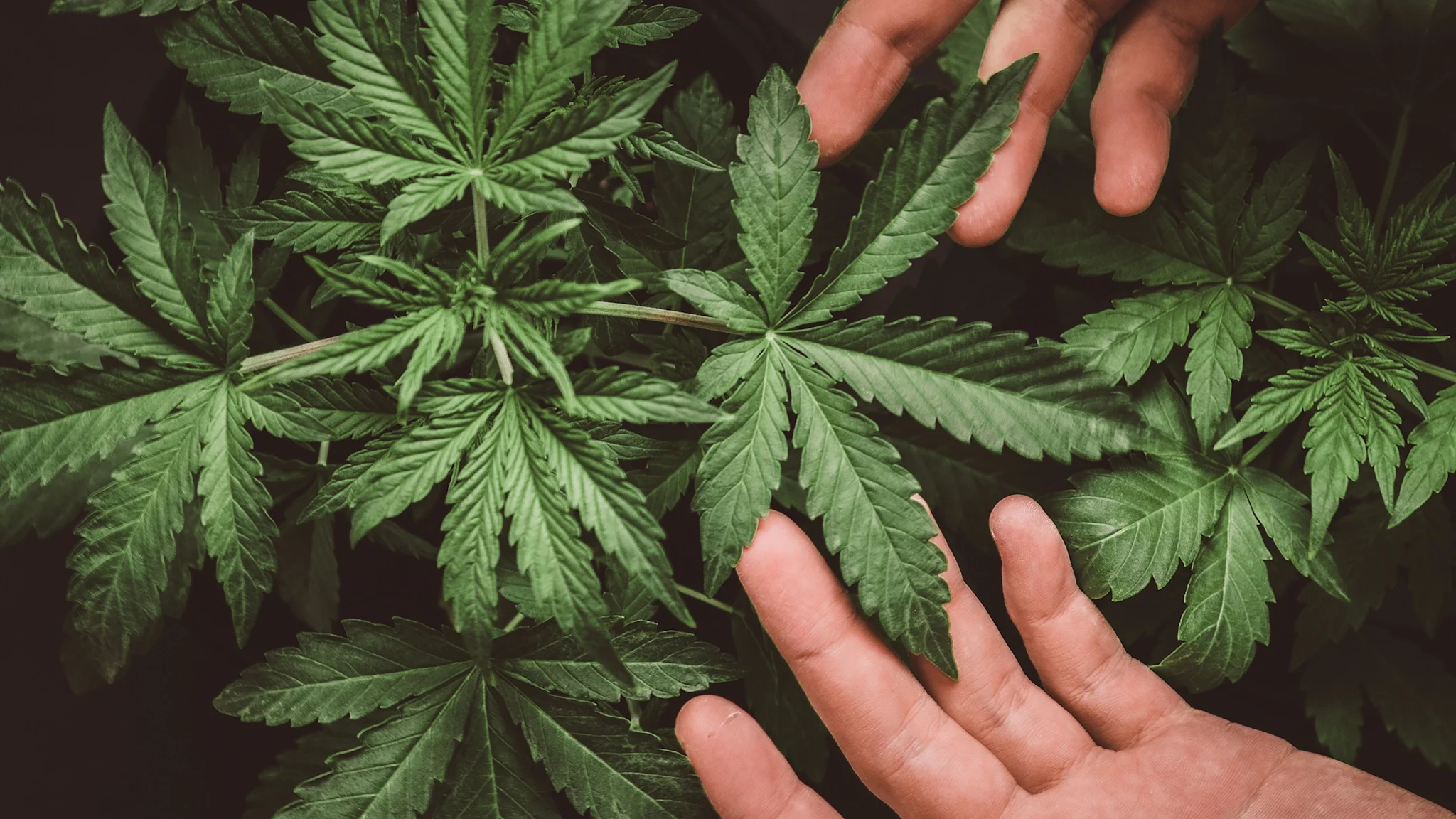 Is It ‘Cannabis’ or ‘Marijuana’? What Do They Mean? - GoodRx
