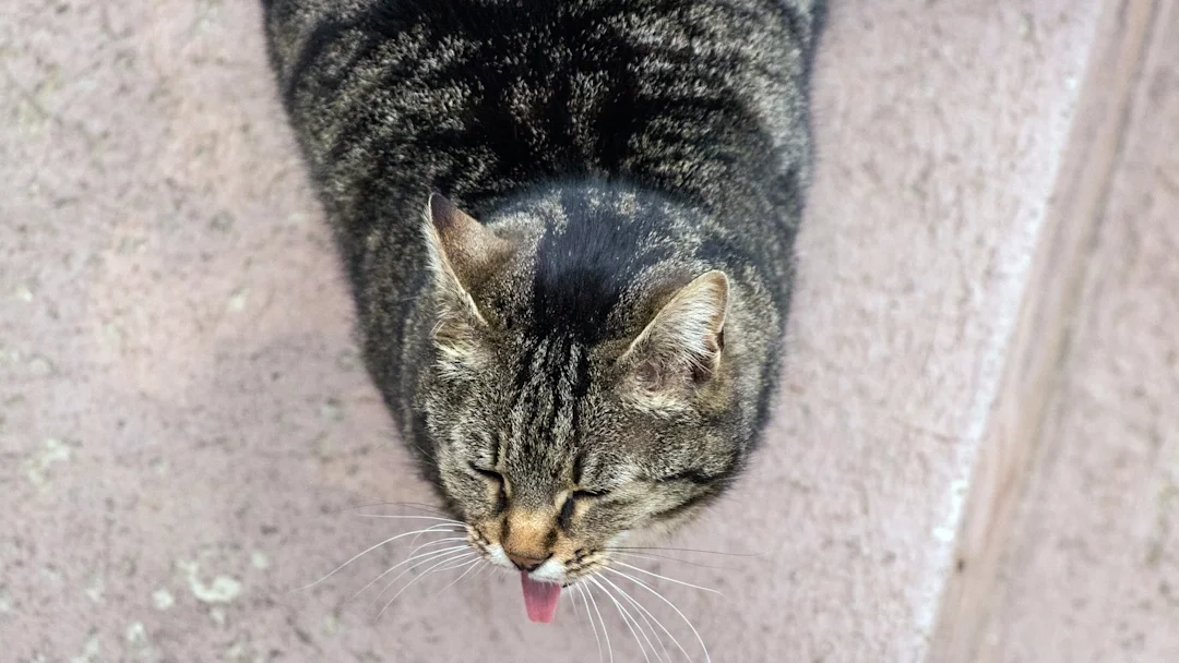 Why Does My Cat Keep Throwing Up? Causes and What to Do About It - GoodRx