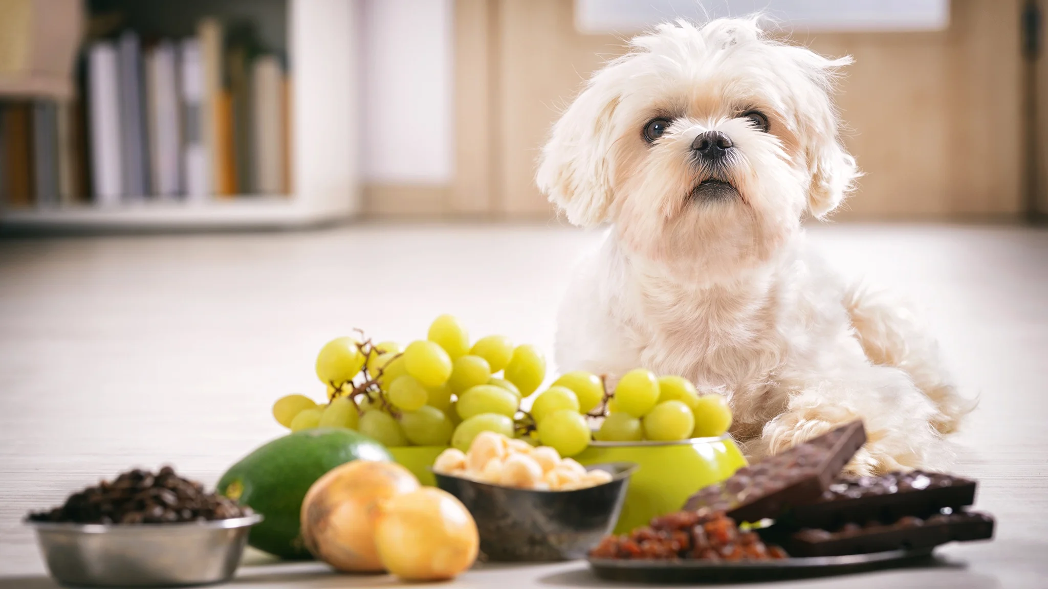 30 Foods Poisonous to Dogs - GoodRx