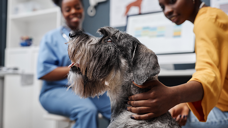 Enrofloxacin for Dogs: Uses, Dosage, Side Effects - GoodRx