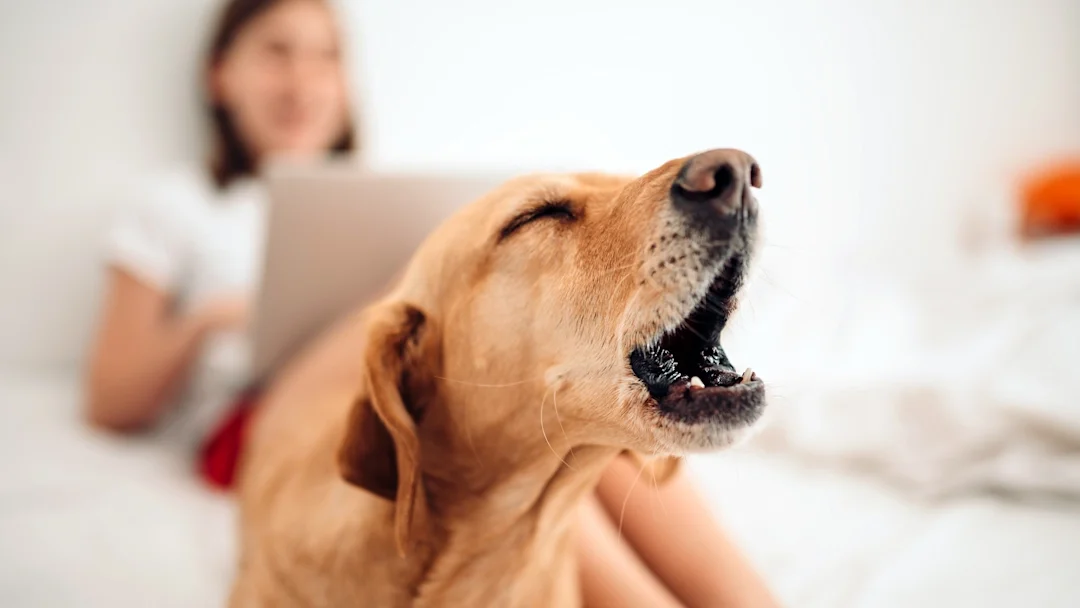 7 Tips and Tricks to Stop Your Dog From Barking - GoodRx