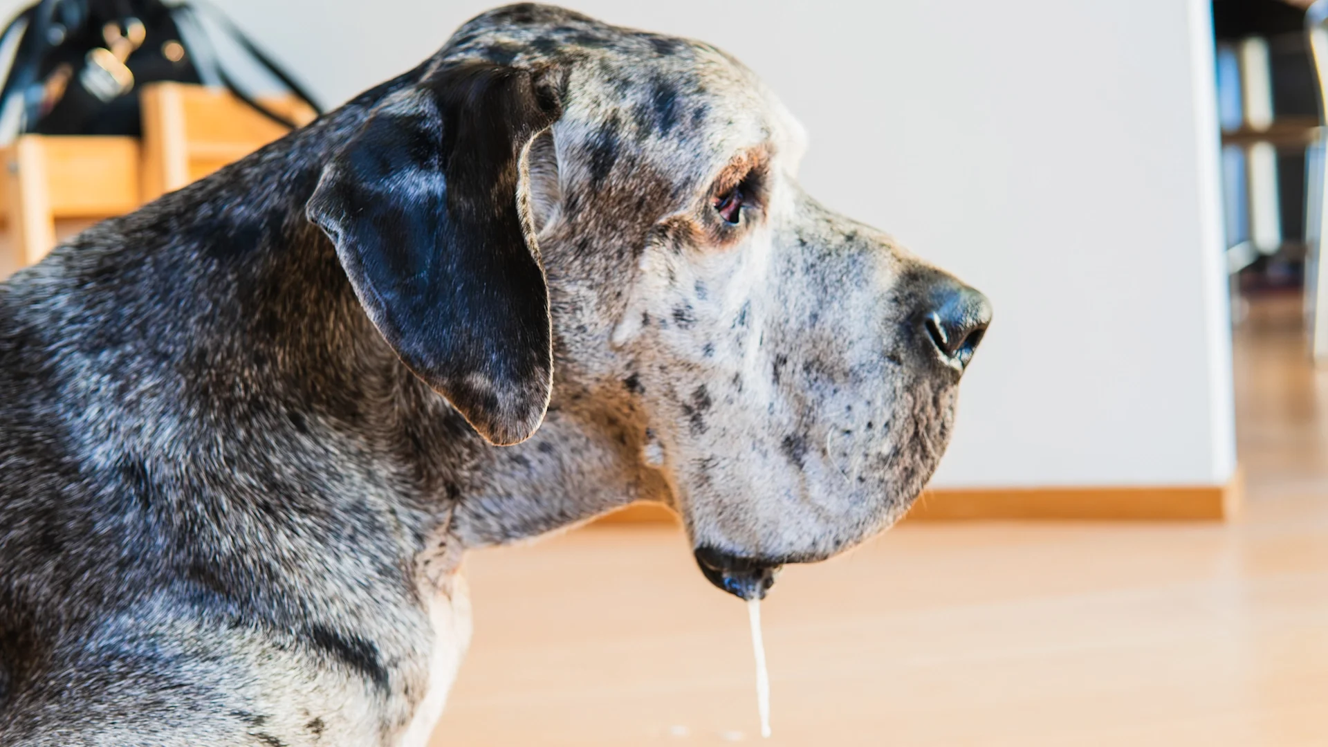 Why Is My Dog Drooling So Much? Causes and Treatment Options - GoodRx