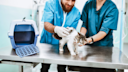 Itraconazole Antifungal for Cats With Ringworm and Fungal Disease - GoodRx