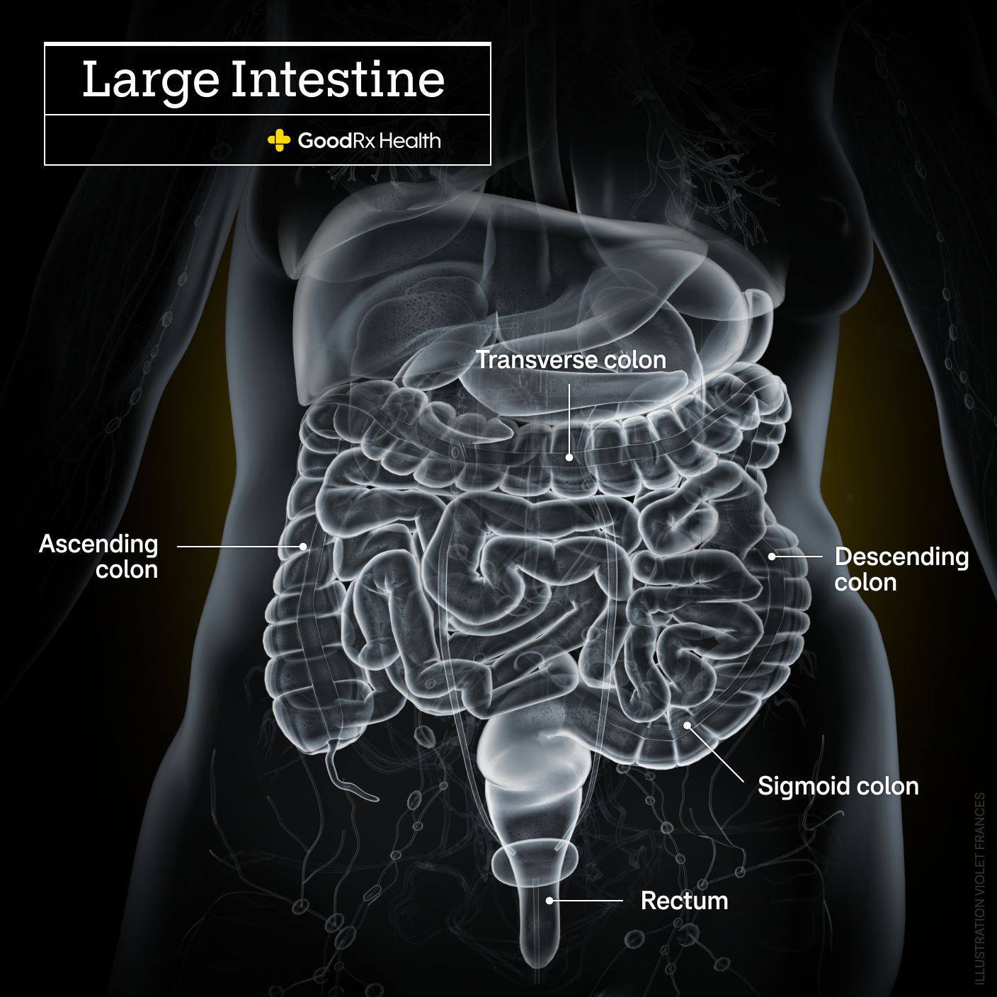 Ulcerative Colitis and Constipation: Causes and Treatment - GoodRx