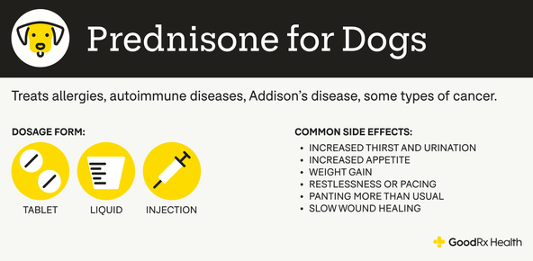 Prednisone for Dogs: Uses, Dosage, Side Effects - GoodRx