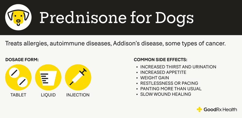 Prednisone for Dogs: Uses, Dosage, Side Effects - GoodRx